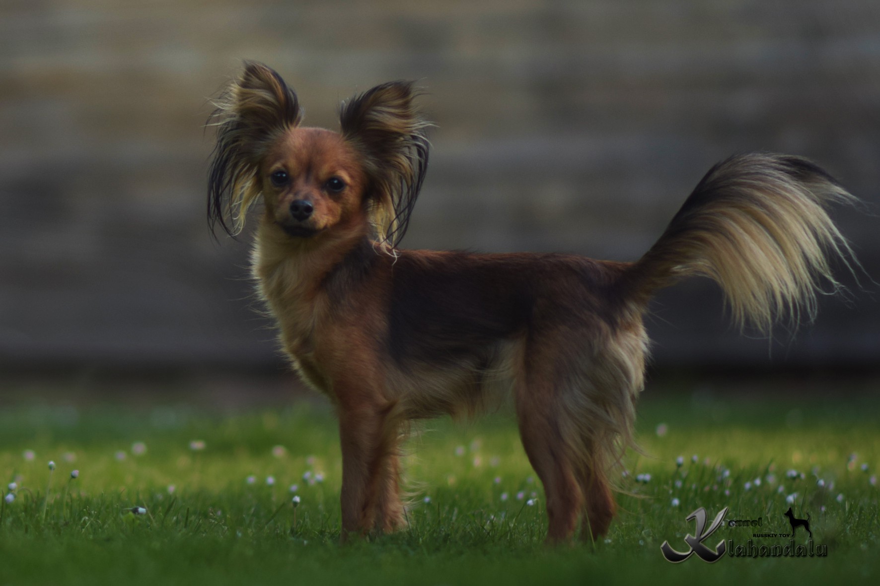 Ruský toy (Russkiy toy, Russian toy)