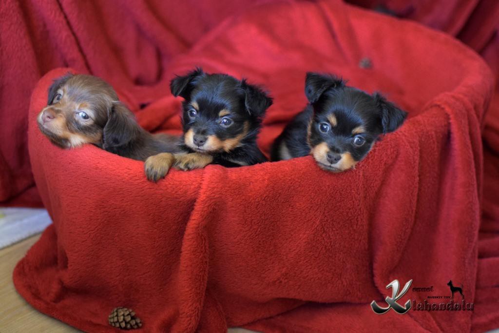 Ruský toy (Russkiy toy, Russian toy)